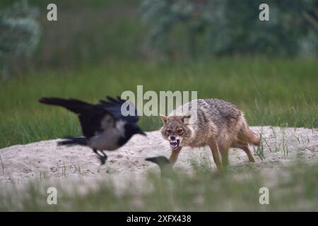 Golden jackal (Canis aureus) snarling. Danube Delta, Romania, May Stock Photo - Alamy