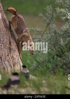 Crows in a tree in Romania Stock Photo - Alamy