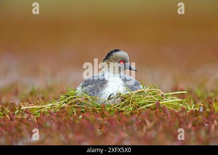 Silvery Grebe at nest - Torres del Paine Chile Stock Photo - Alamy
