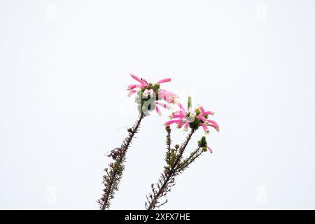 Heather (Erica spp) flower, Garden Route, Western Cape Province, South ...