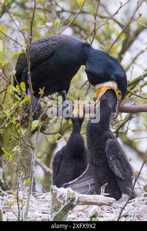 Great cormorant (Phalacrocorax carbo) regurgitating fish for chick ...