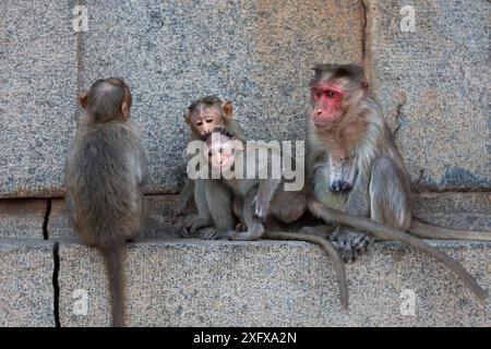 Bonnet macaques (Macaca radiata) huddled on a ledge . Hampi, Karnataka ...