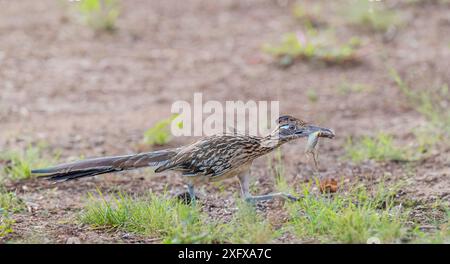 Greater roadrunner (Geococcyx californianus) returning to nest with ...
