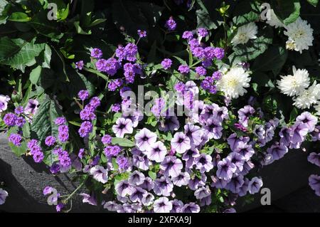 Copenhagen/ Denmark/05 July 2024/Flowers and fplants free lance ...