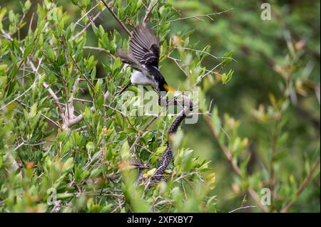 Bird attack boomslang snake in South Africa Stock Photo - Alamy
