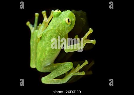 Bell glass frog (Cochranella nola) photographed from above on pane of ...