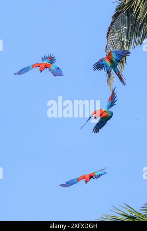 A flock of macaws flying in the sky on a sunny day Stock Photo - Alamy