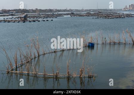 Reed fish traps a typical method of fishing near the fish farms of ...