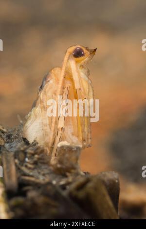 Caddisfly pupa (Trichoptera), Europe, June, controlled conditions Stock ...