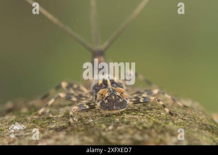 Flathead mayfly nymph (Heptagenia flava), underwater, Europe, June ...