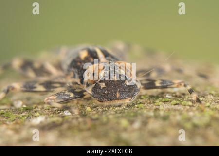 Flathead mayfly nymph (Heptagenia flava), underwater, Europe, June ...