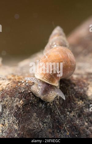 Freshwater snail (Stagnicola sp.), on stone underwater, Europe, July ...