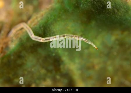 Biting midge larva (Ceratopogonidae), Europe, November, controlled ...