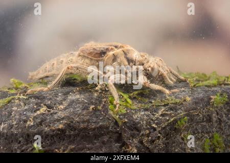 Clubtail dragonfly nymph (Gomphus vulgatissimus), underwater, Europe ...