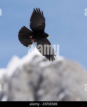 Alpine choughs (Pyrrhocorax graculus), corvids, songbirds, animals ...