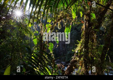 Tropical rainforest at the western slopes of the Ecuadorian Andes ...