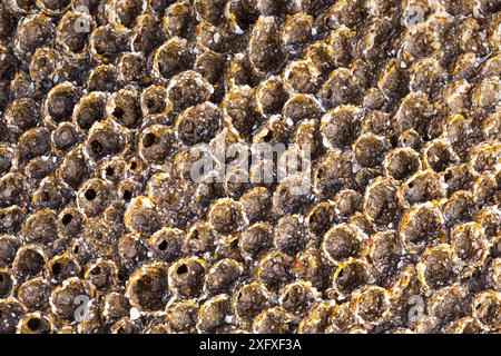 Honeycomb worm, Sabellaria alveolata,, Wales, UK Stock Photo - Alamy