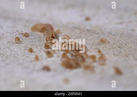 The Angoumois grain moth (Sitotroga cerealella) - caterpillar, pupa and ...