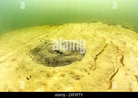 River stingray (Potamotrygon sp.), Paraguay River, Pantanal, Brazil ...