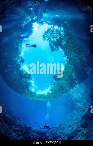Scuba diver between trees seen from below the surface surrounding Lagoa ...