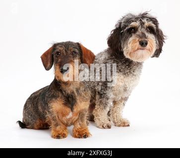 Tricolour Daxie-doodle dog, Dougal, and wire-haired Dachshund Stock ...