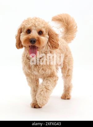Cavapoo dog, Monty, 10 months, walking Stock Photo - Alamy