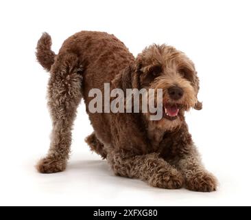 Labradoodle in play-bow Stock Photo - Alamy