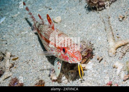 Freckled goatfish [Upeneus tragula]. North Sulawesi, Indonesia Stock ...