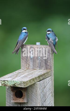 Two perched Tree Swallow (Tachycineta bicolor) fledglings waiting to be ...