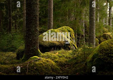 Huge stone boulders in the Swedish forest with moss and lichen. Natural ...