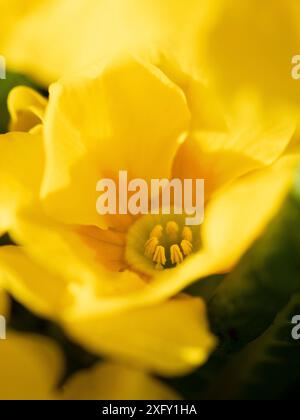 A macro shot of a single yellow primrose bloom Stock Photo - Alamy