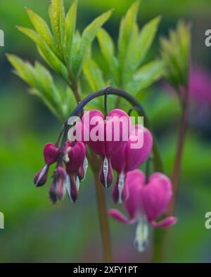 bleeding heart in a garden Stock Photo - Alamy