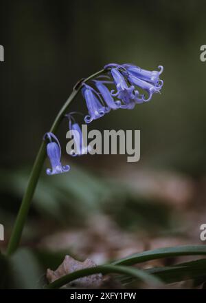 Purple Atlantic bluebell, close-up in the forest Stock Photo - Alamy