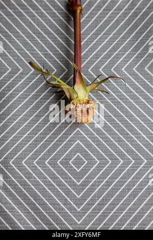 Withered flower stem without petals as a floral still life against a ...
