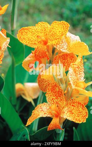Indian shot flowers. Canna indica, commonly known as Indian shot Stock ...