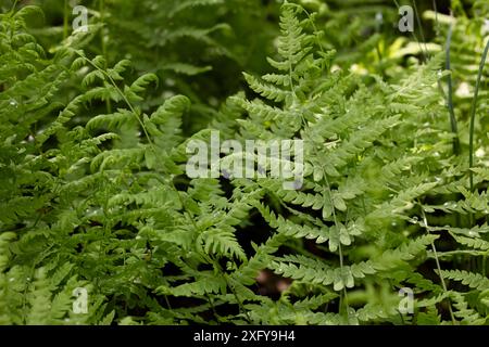marsh fern, eastern marsh fern (Thelypteris palustris), fronds ...