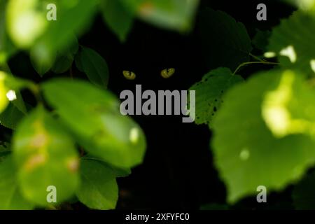 Black cat hiding under a hedge in the dark. Only the green eyes are ...