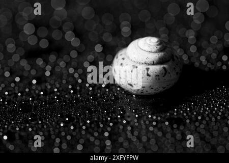 Shell snail, black and white image Stock Photo - Alamy