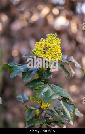 Holly blossom in spring Stock Photo - Alamy