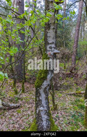 Tinder fungus in dead wood Stock Photo - Alamy