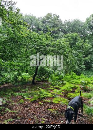 A black dog in the forest Stock Photo - Alamy