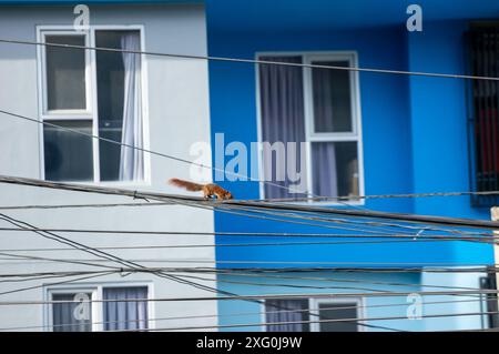 A squirrel on a wire that looks scared for a wire Stock Photo - Alamy