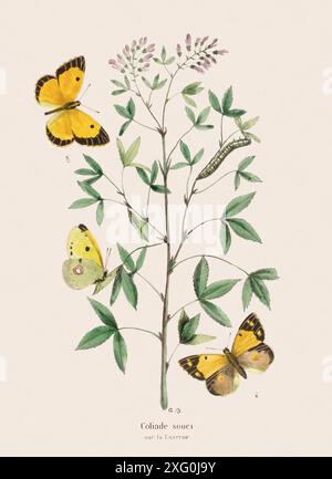 Antique butterfly illustration. Scientific Belgian book plate depicting ...