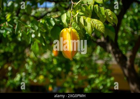The fruit of star fruit is a fusiform fruit. When cut horizontally it ...