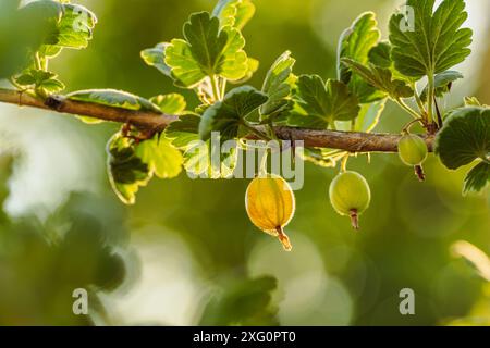 A Branch of Gooseberries Basks in Summer Sun Stock Photo - Alamy