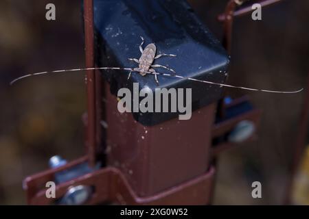 Acanthocinus aedilis Family Cerambycidae Genus Acanthocinus Timberman ...