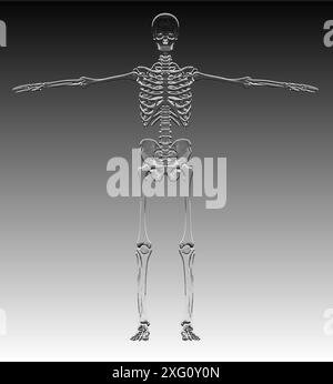 Human skeleton with arms outstretched Stock Photo - Alamy