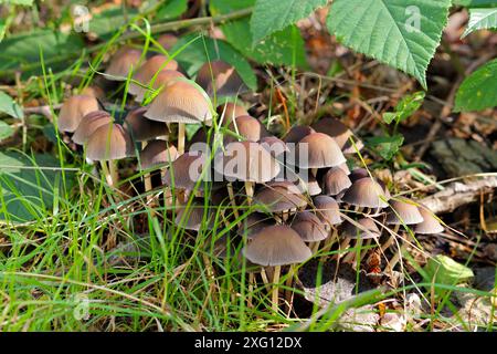 A group of stump fairy helmet (Mycena stipata) nitrate helminths in Bad ...