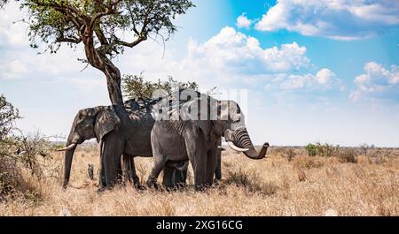 Group of African Bush Elephants hiding in the shadow (Loxodonta ...