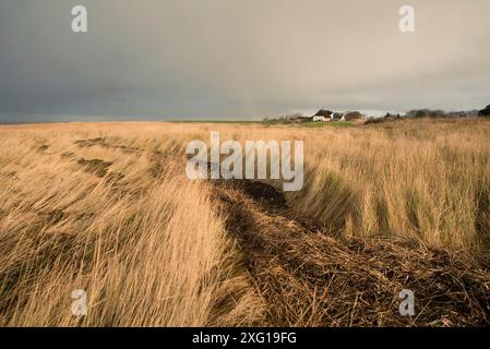Path through the reed next to the north sea on the Island Romo in ...